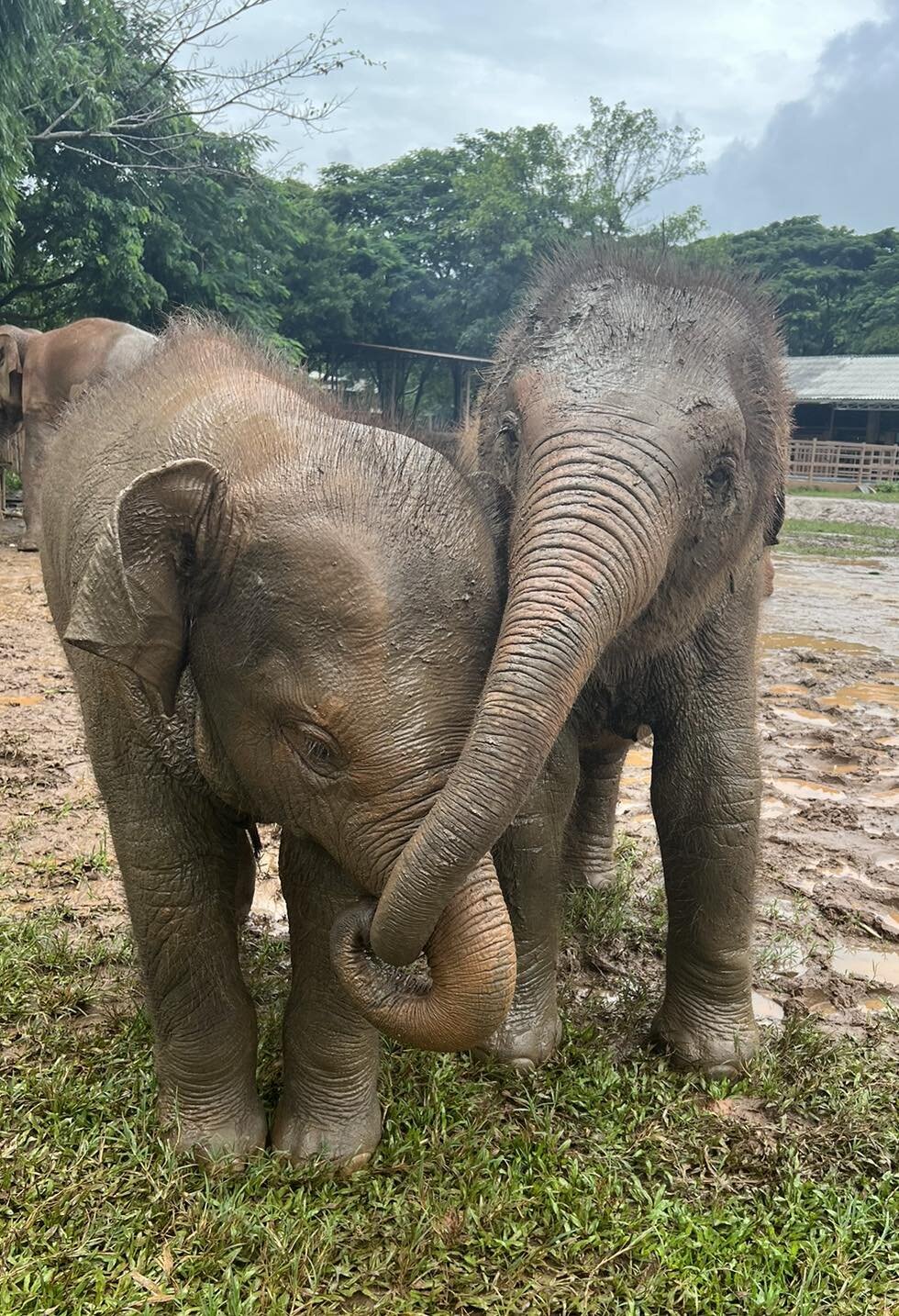 Baby Rescue Elephant Runs Over To Comfort New Friend With A Hug - The Dodo
