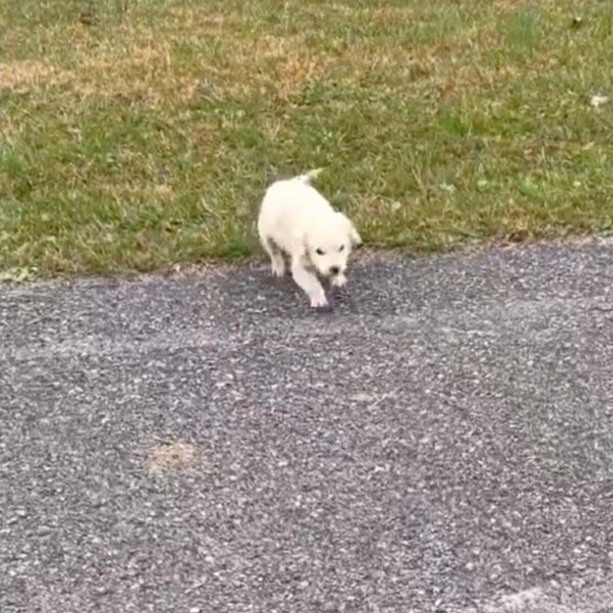 Woman Sees 'Stuffed Animal' By The Side Of The Road — Then Takes A ...