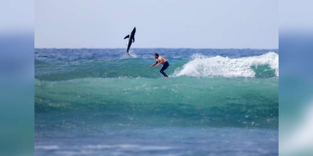 Surfer Focused On Winning Competition Has No Idea Who’s Right Behind ...