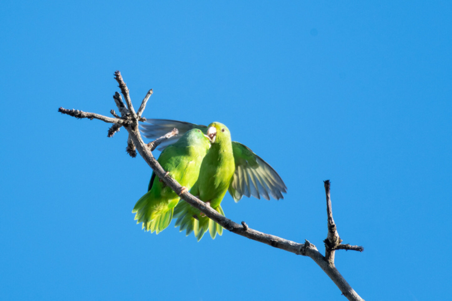 Researcher Decodes Parrot Songs And Discovers The Sweetest Thing - The Dodo