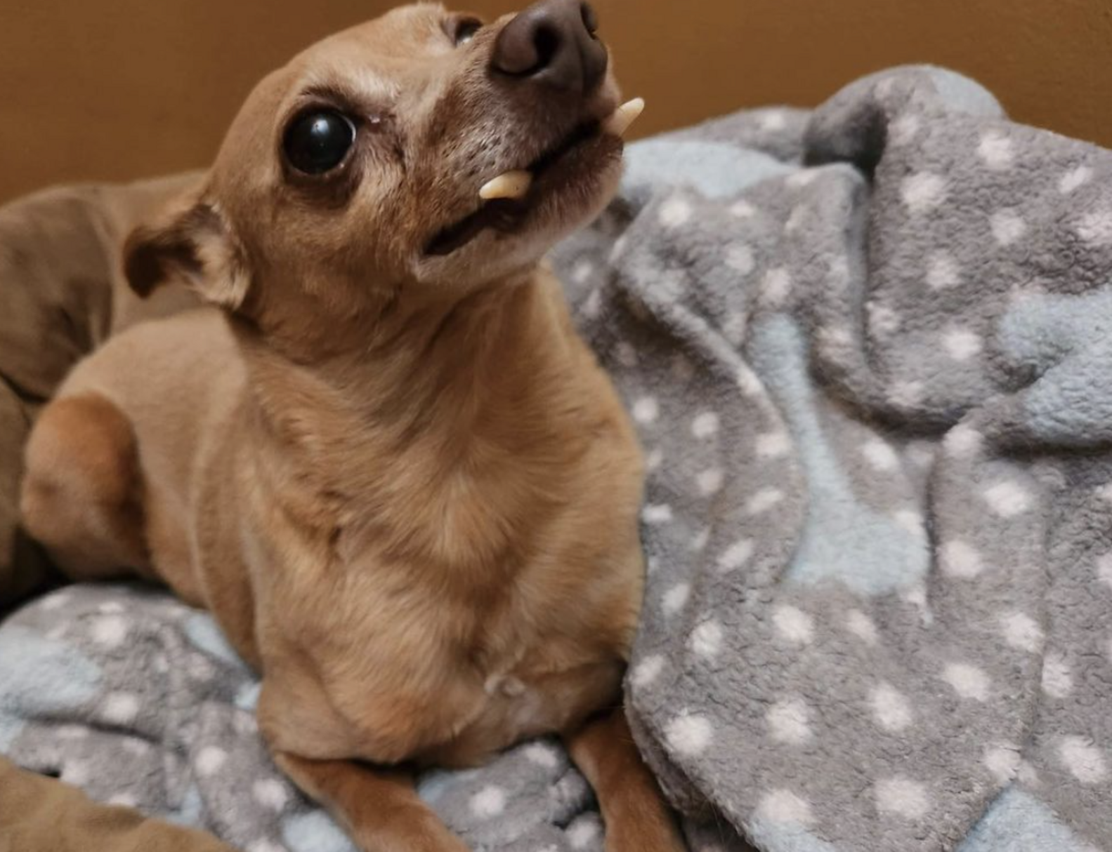 Dog’s Teeth Shock Everyone Who Sees Them - The Dodo