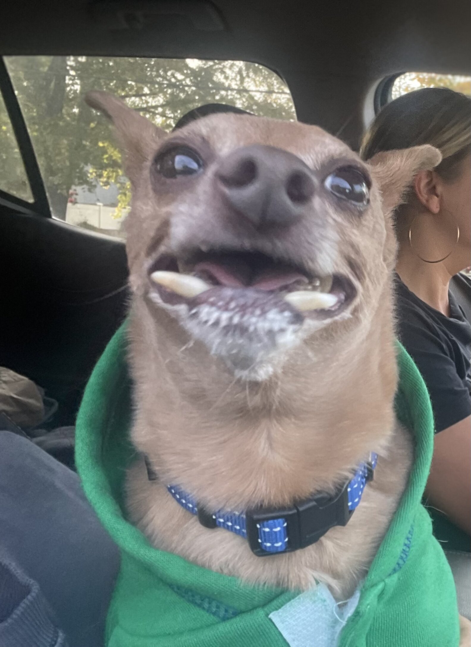 Dog’s Teeth Shock Everyone Who Sees Them - The Dodo