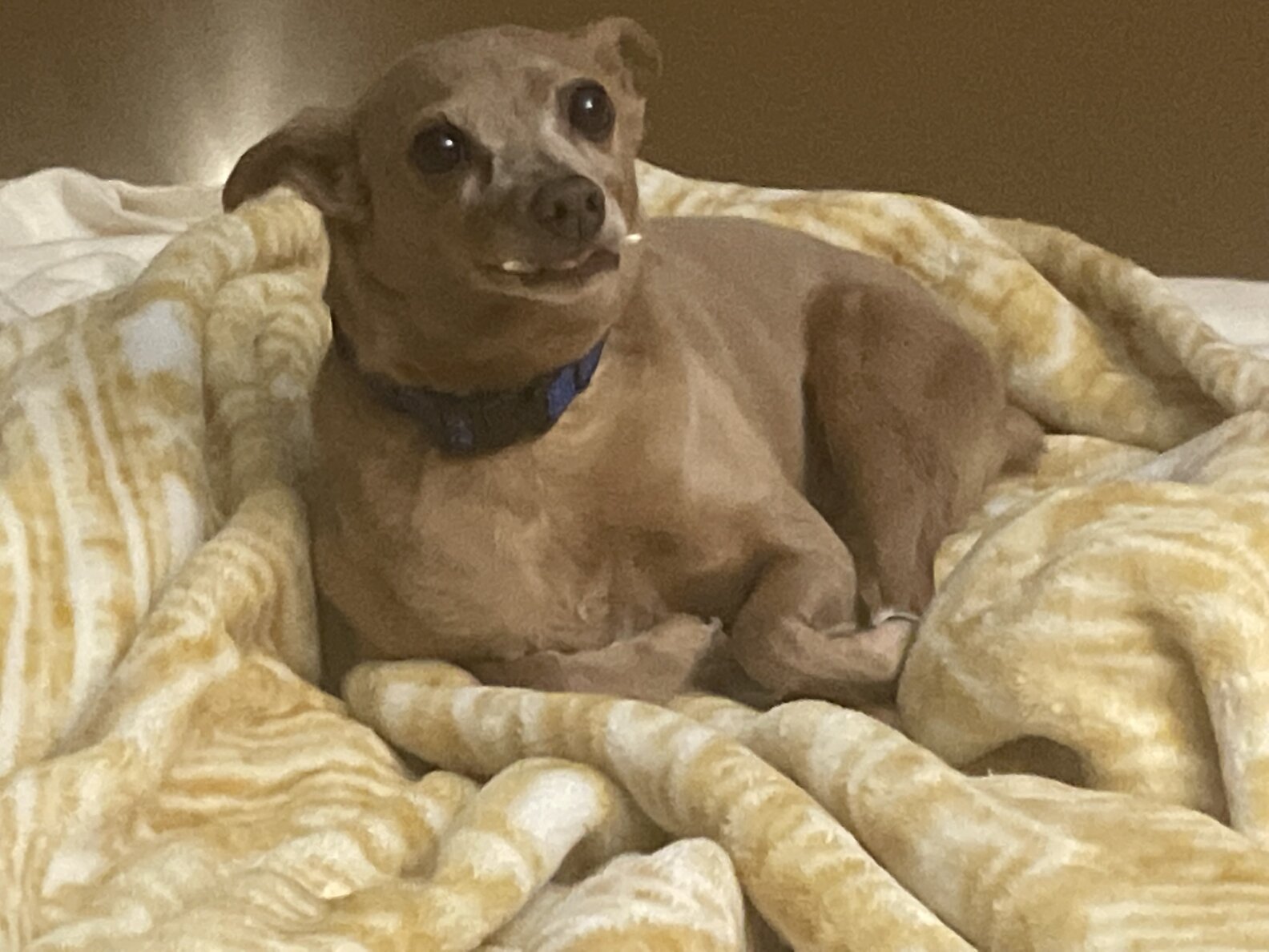 Dog’s Teeth Shock Everyone Who Sees Them - The Dodo