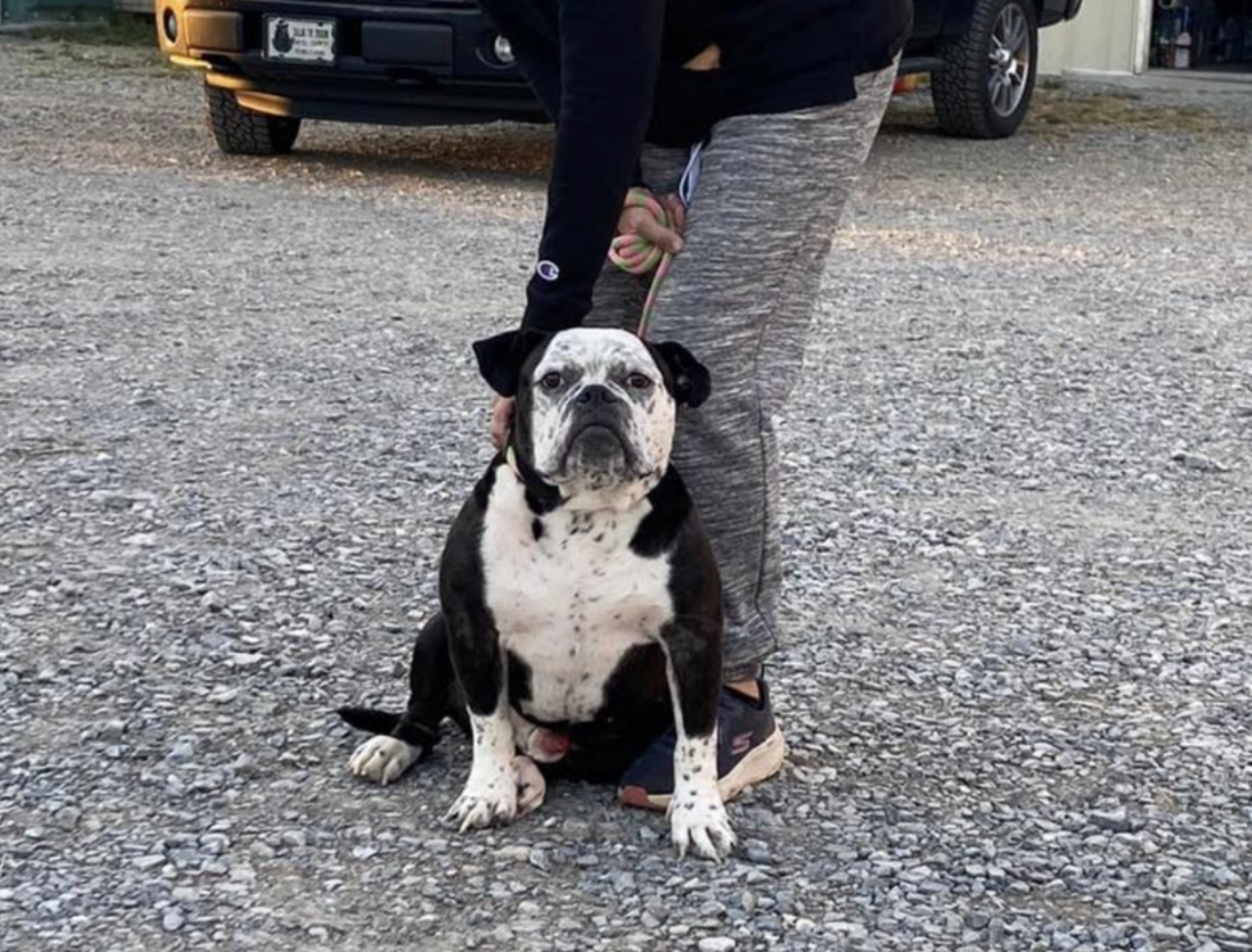 ‘Little Gremlin’ Shelter Dog Reveals Sweetest Smile When He Finally ...