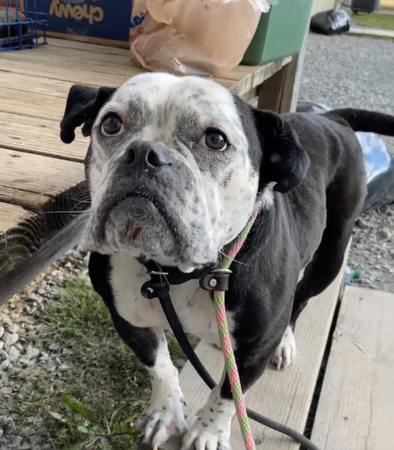 ‘Little Gremlin’ Shelter Dog Reveals Sweetest Smile When He Finally ...