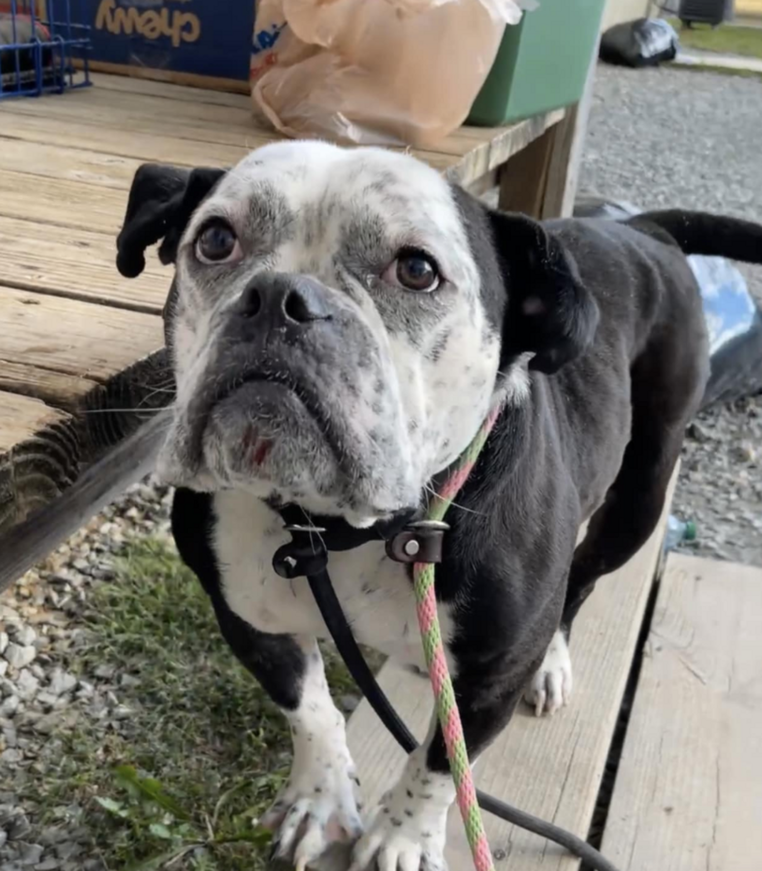 ‘Little Gremlin’ Shelter Dog Reveals Sweetest Smile When He Finally ...