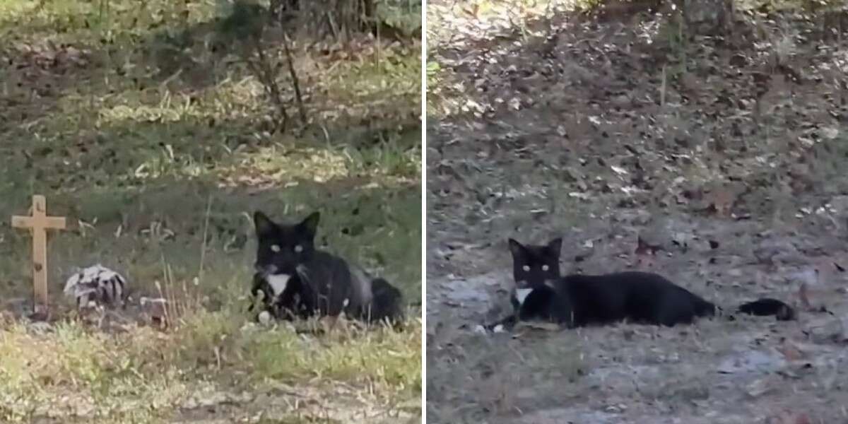 Mysterious Cat Starts Visiting Couple When They Need It Most - The Dodo
