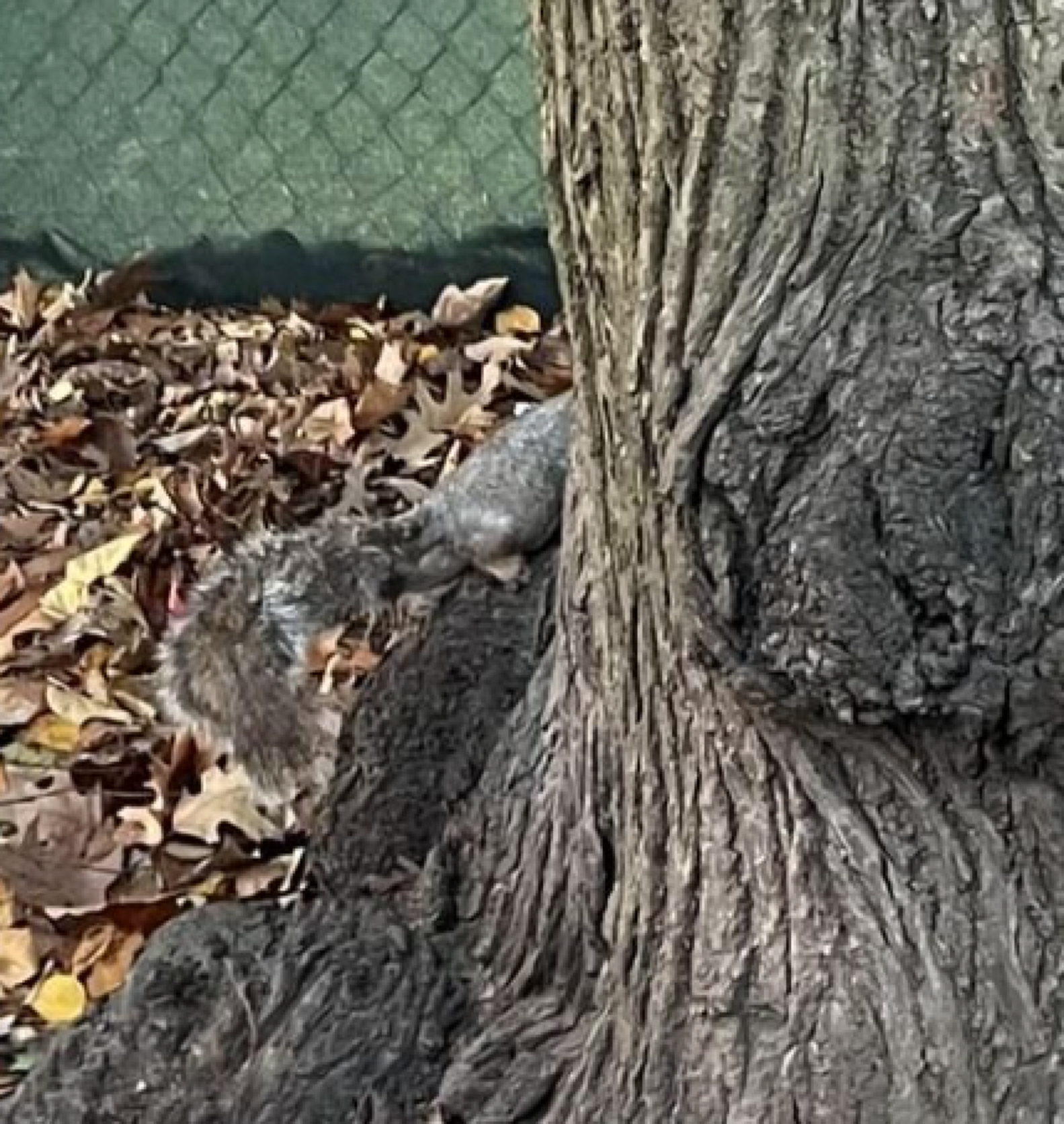 Woman Snaps Photo Of Little Animal And Creates A Surprising Optical ...