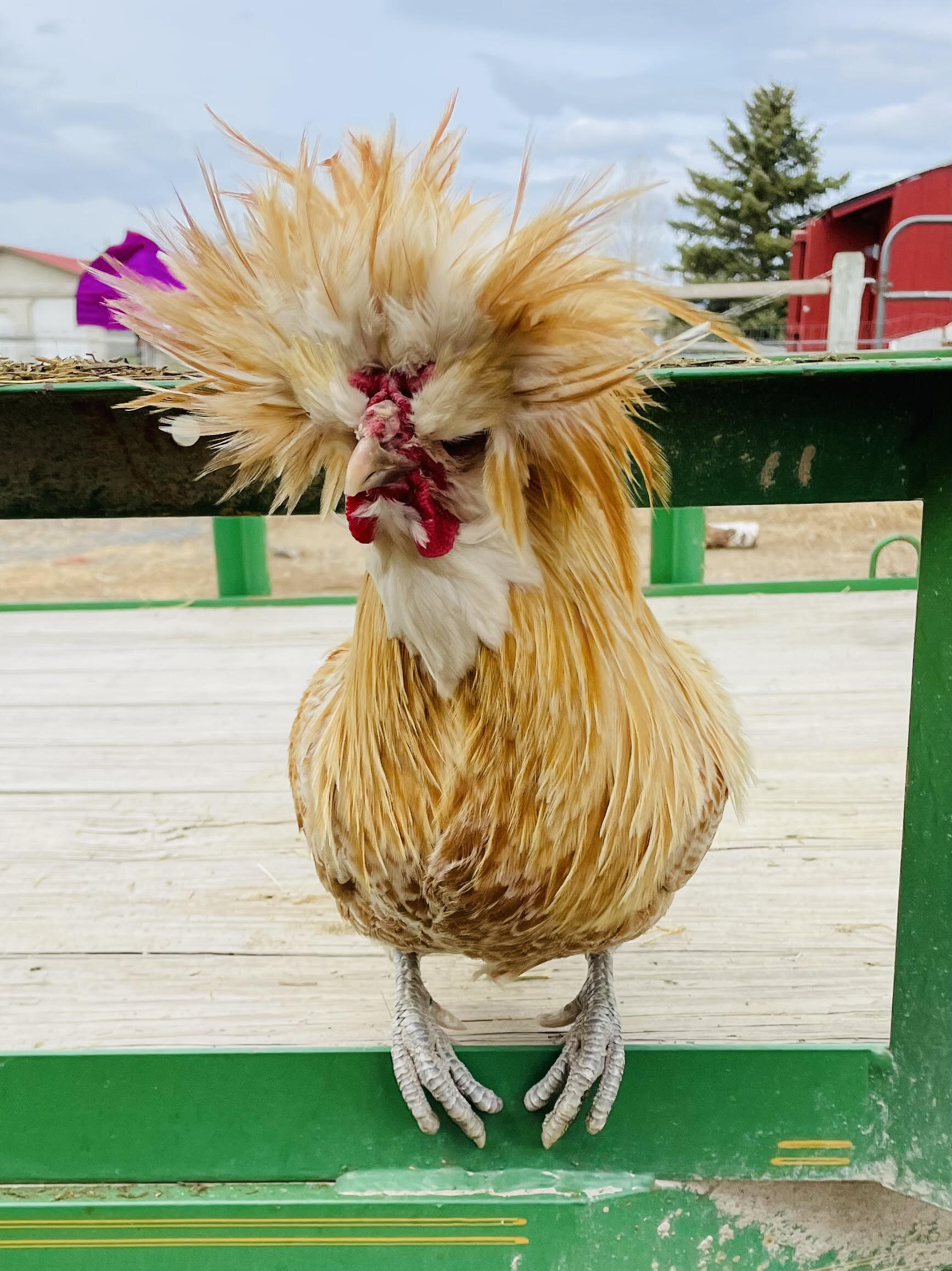 Woman Catches Antisocial Rooster Napping In Odd Places - The Dodo