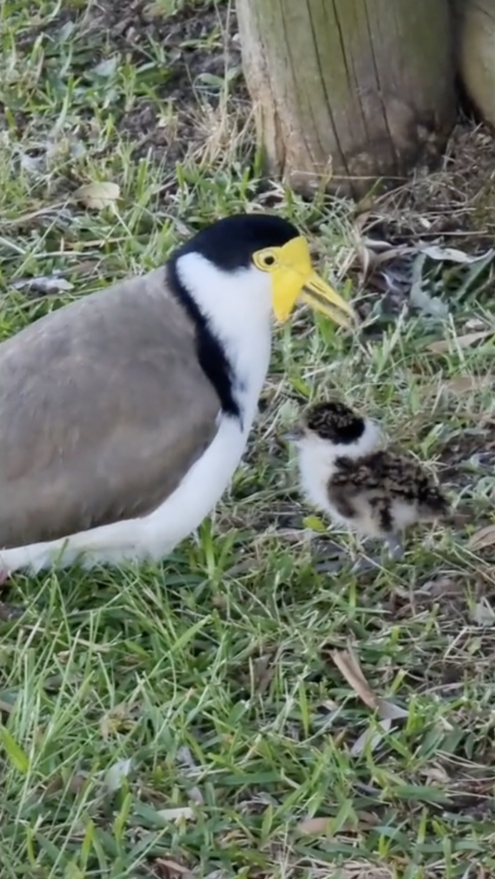 Woman Sees Bird Crying By Storm Drain And Decides To Take A Closer Look ...