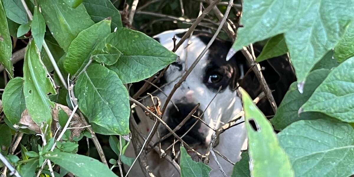 Kind Man Spots Someone Hiding In The Weeds And Makes A Lifesaving ...