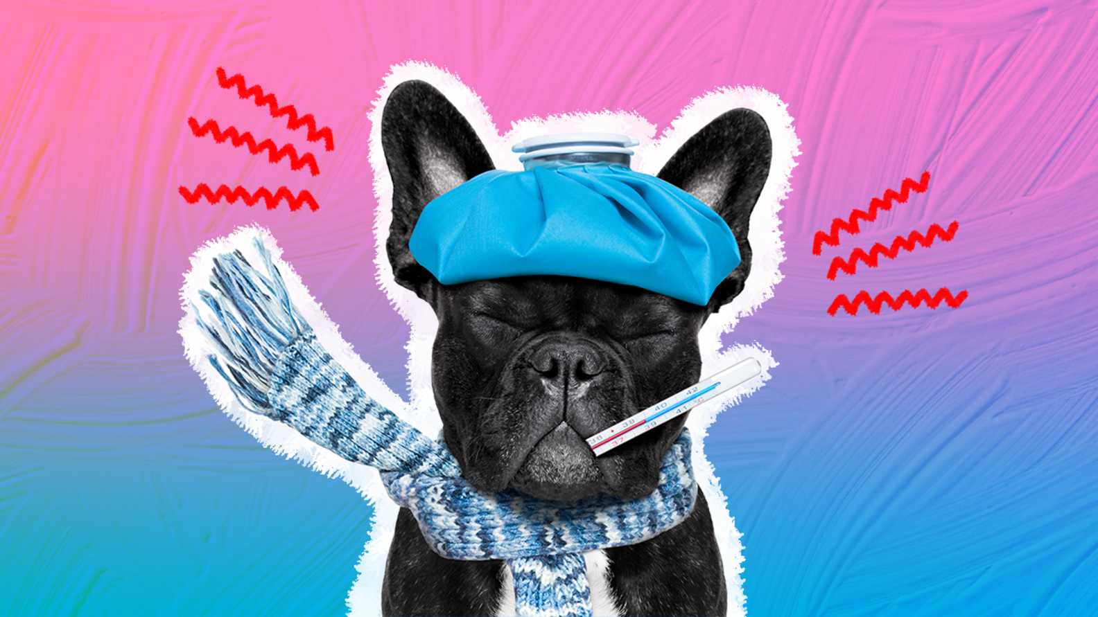 Dog Fever: How You Can Help, According To A Veterinarian - DodoWell ...