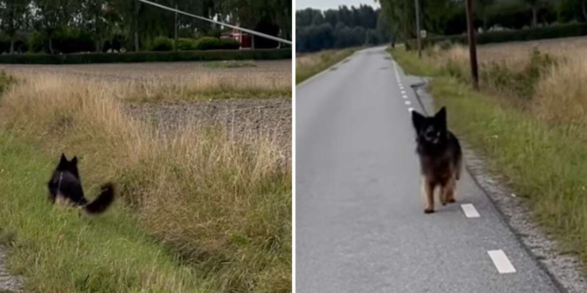 Dog Searches For Mom's Keys After She Loses Them On Walk - The Dodo
