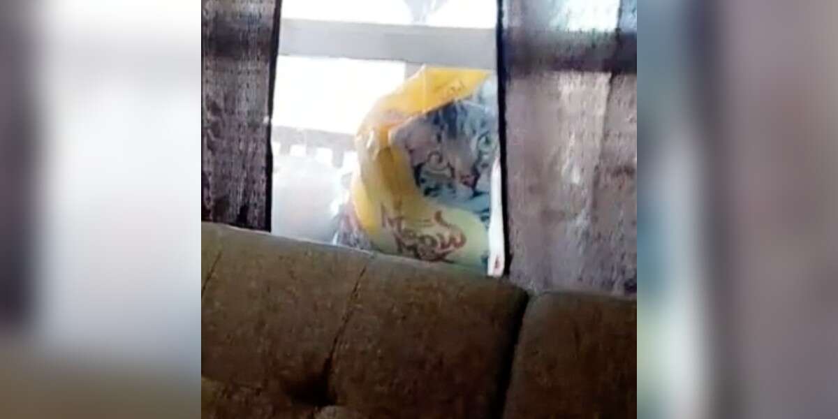 Family Figures Out Why Dog Was Barking At Window All Night - The Dodo