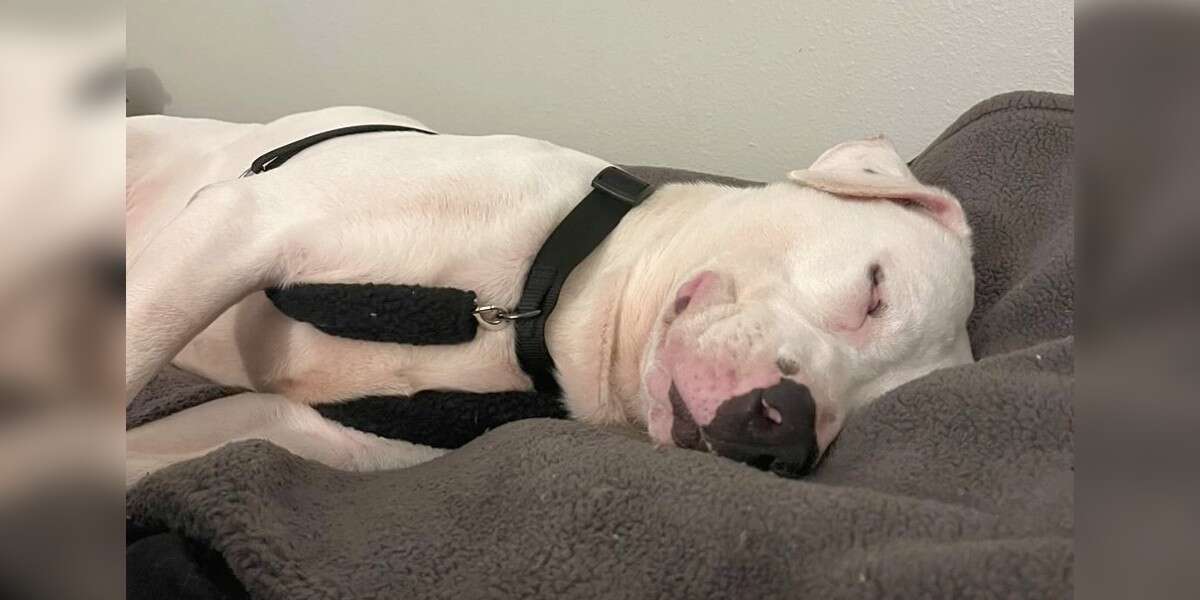Longest Resident At Shelter Falls Asleep Smiling When He Finds A Family ...