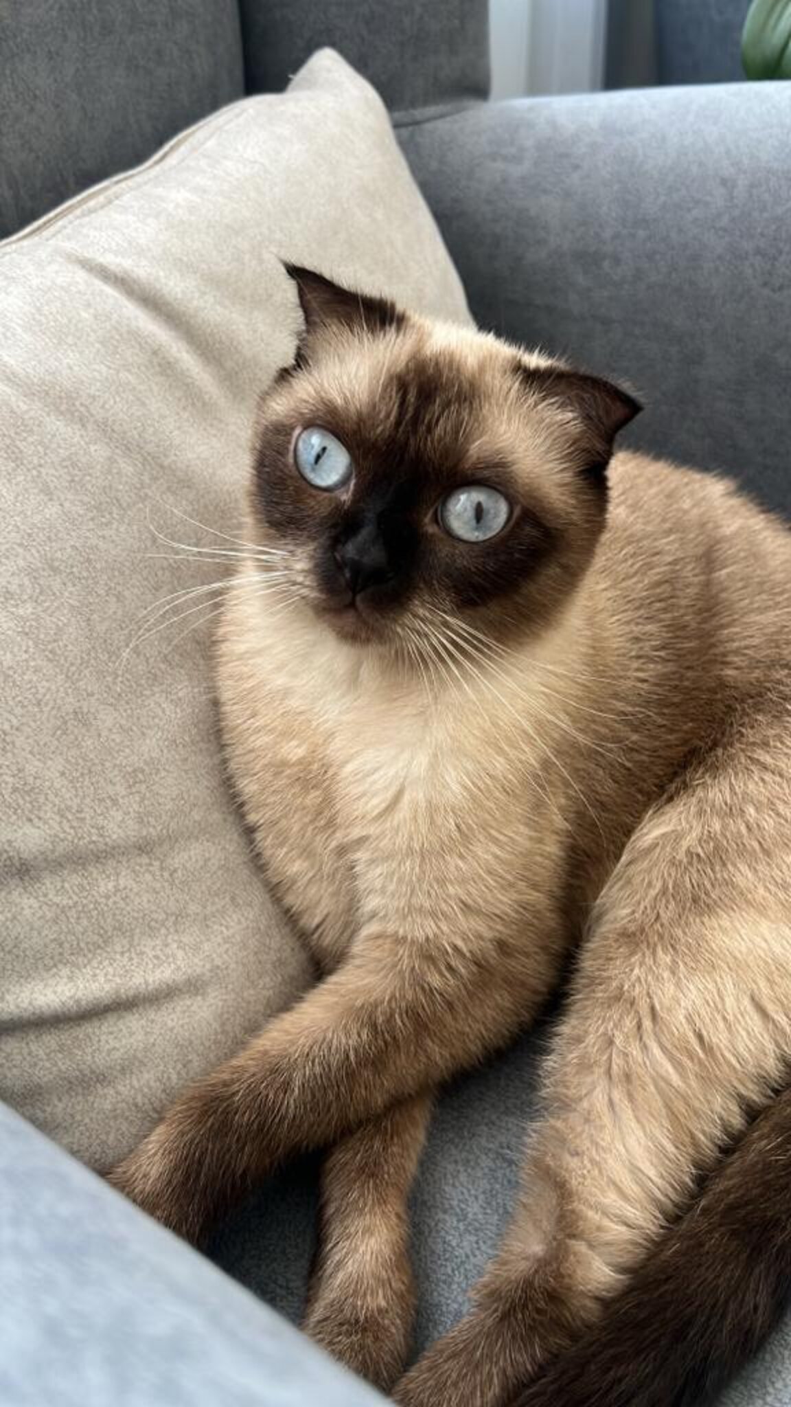 Lucky Cat Falls From Building Straight Into A Hero's Loving Arms - The Dodo