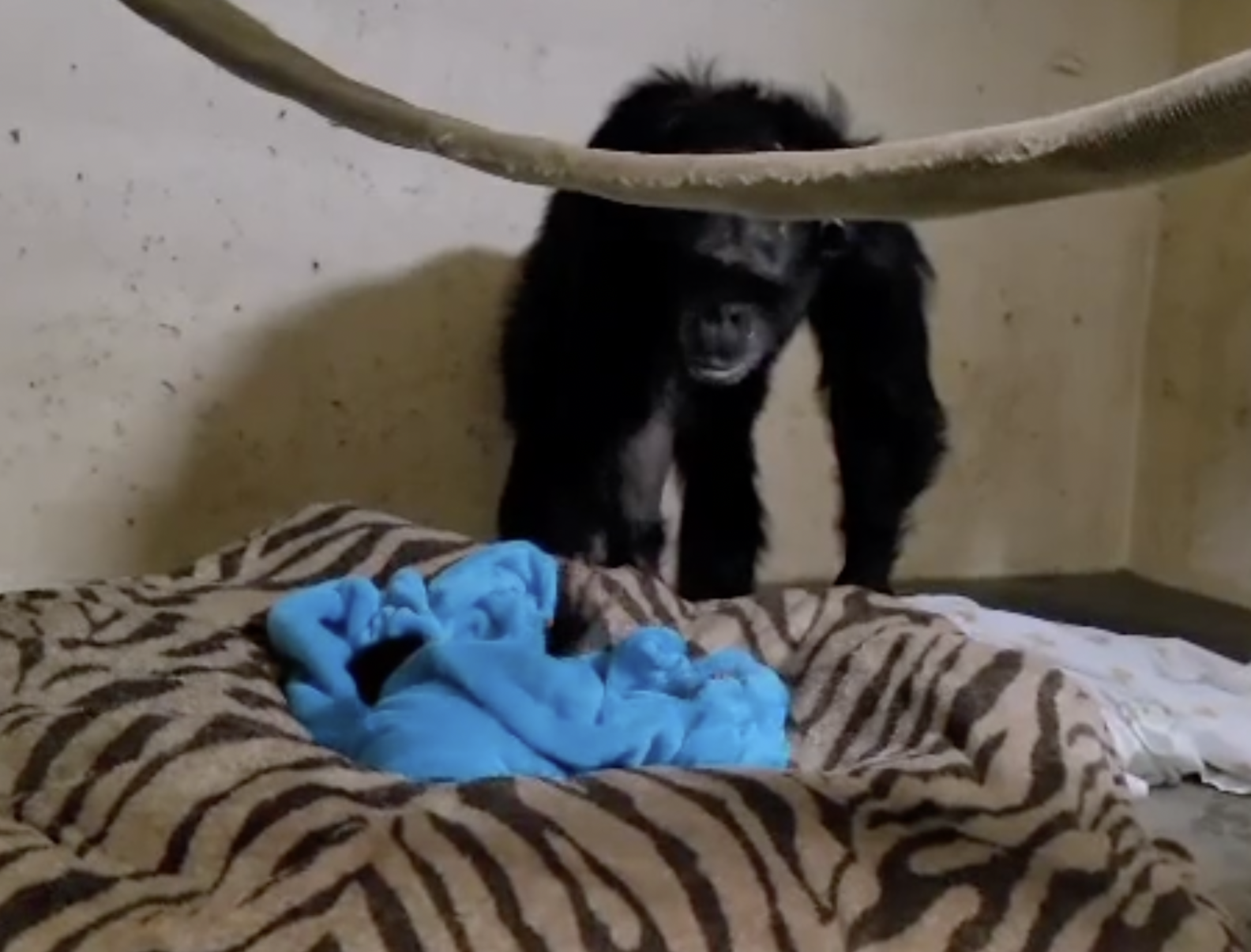 Zoo Chimp Has Most Beautiful Response To Seeing Her Baby After 2 Days ...