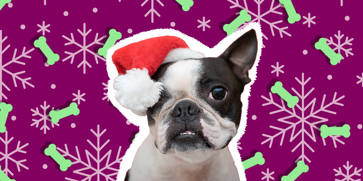 Christmas Dog Treats: The Most Delicious Cookies And Biscuits To Give ...