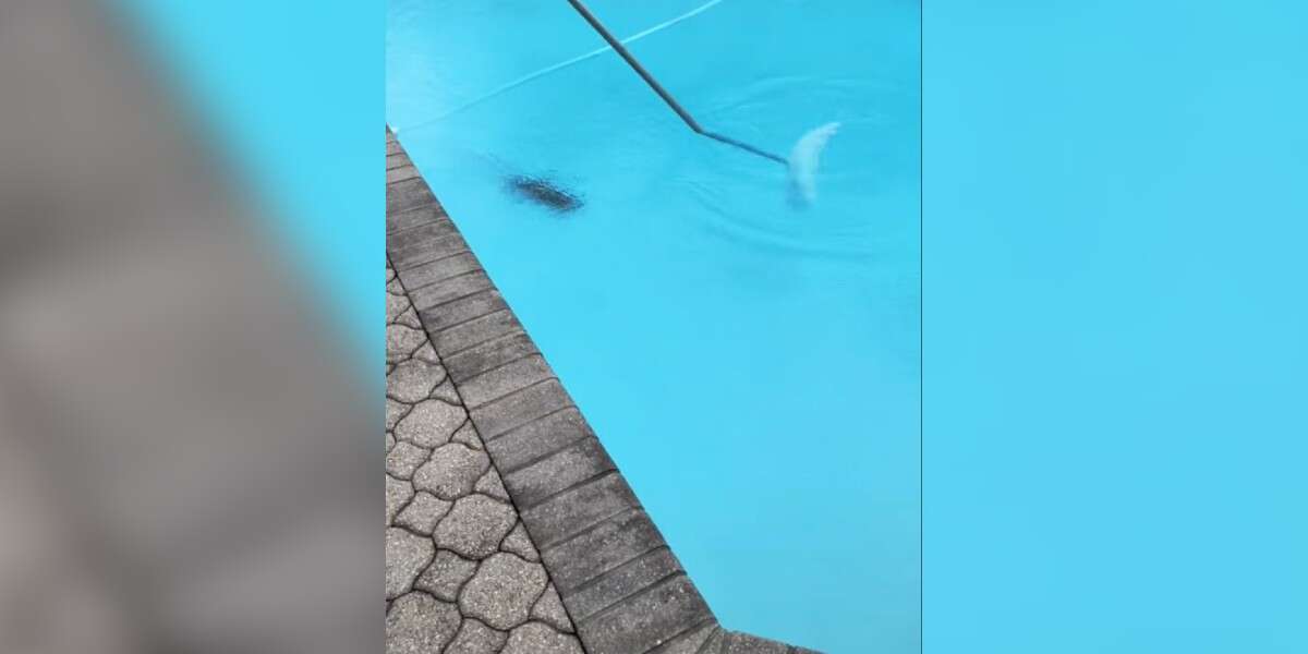 Guy Sees Dark Shadow Swimming In Pool And Runs To Investigate - The Dodo