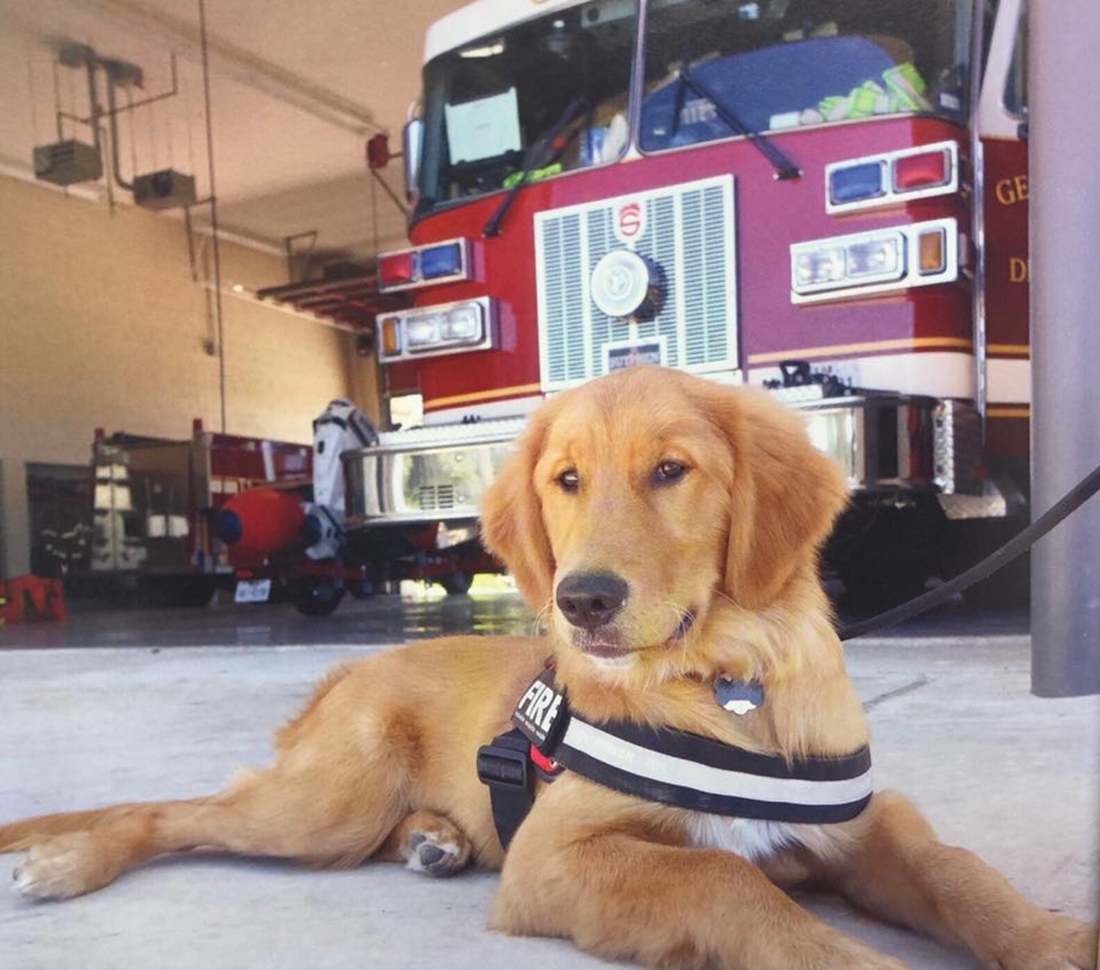 Koda, A Fire Dog, Responds To Emergency With The Perfect Plan - The Dodo