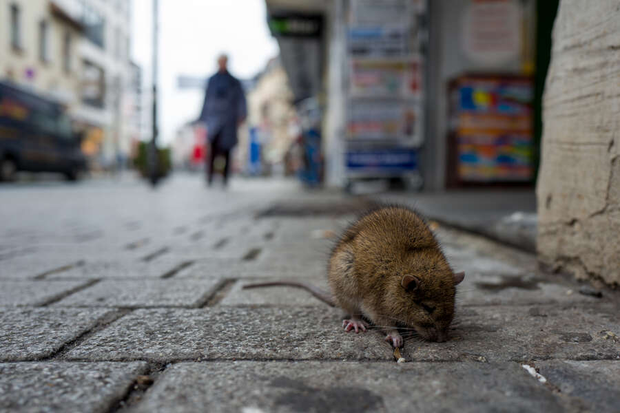 NYC Is Hiring a Director of Rodent Mitigation for $120,000 a Year ...