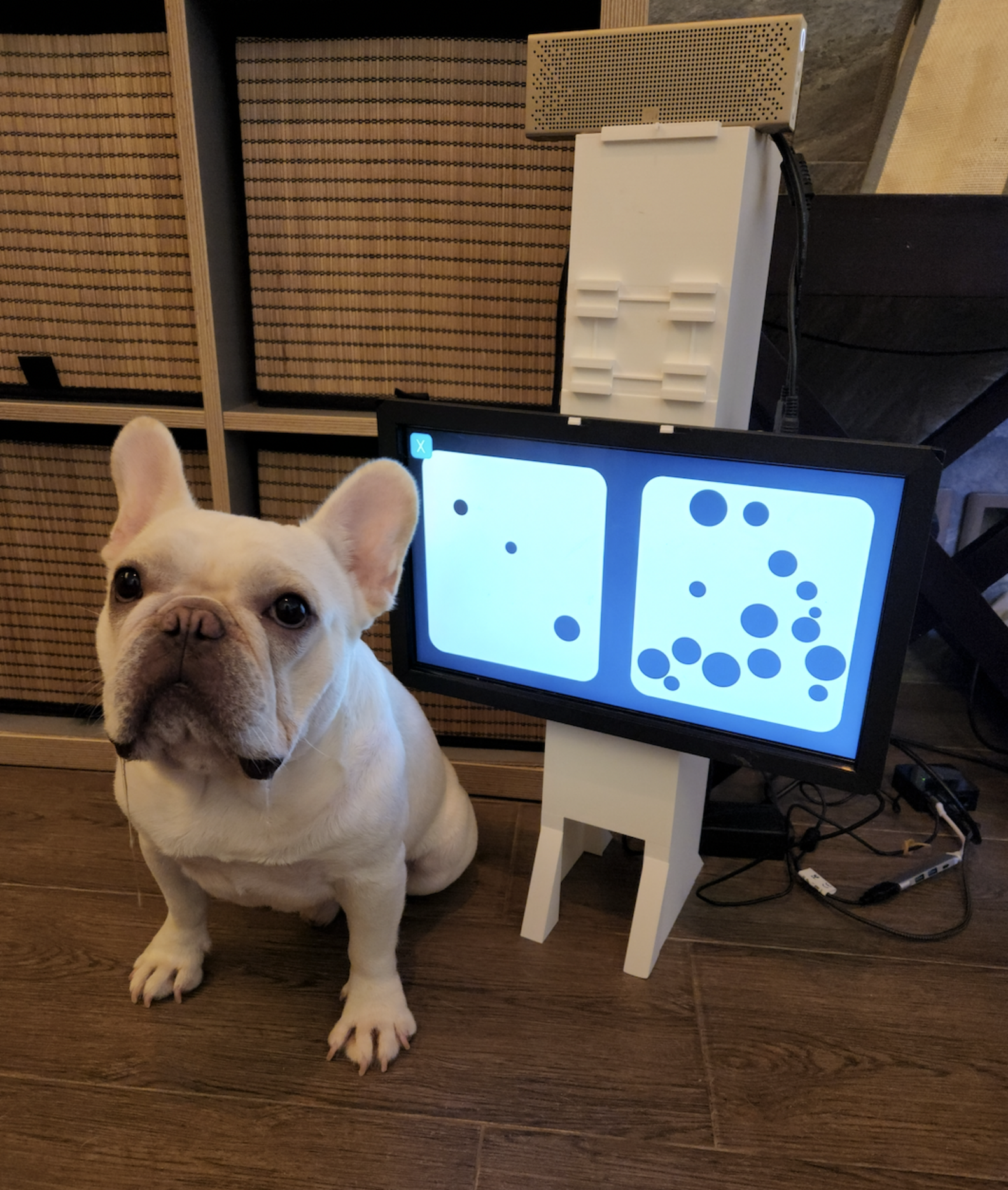 Video Game For Dogs May Help Prevent Canine Dementia - DodoWell - The Dodo