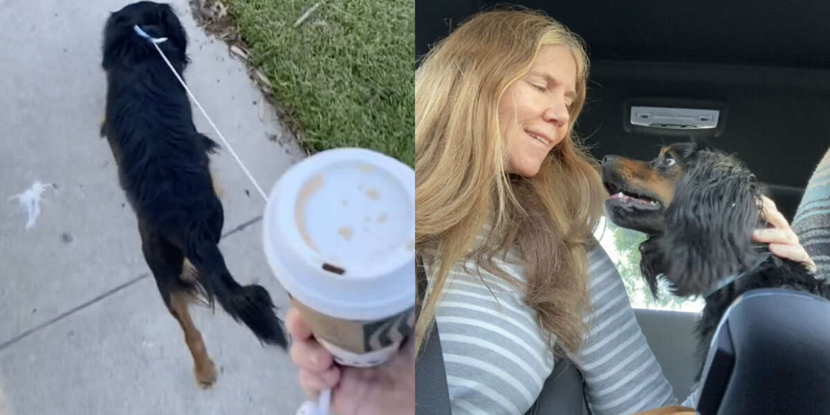 Lost Pup Runs Up To Woman Who Knows Nothing About Dogs - The Dodo