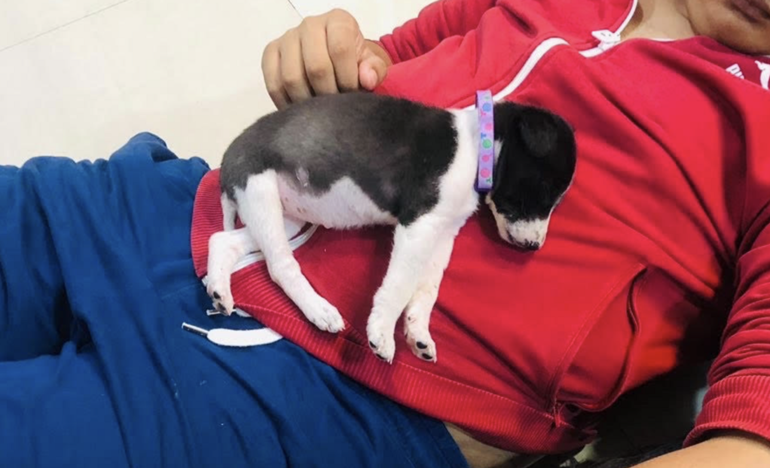 Rescuer Spots ‘Mouse-Sized’ Puppy Crying For Mom In The Middle Of The ...