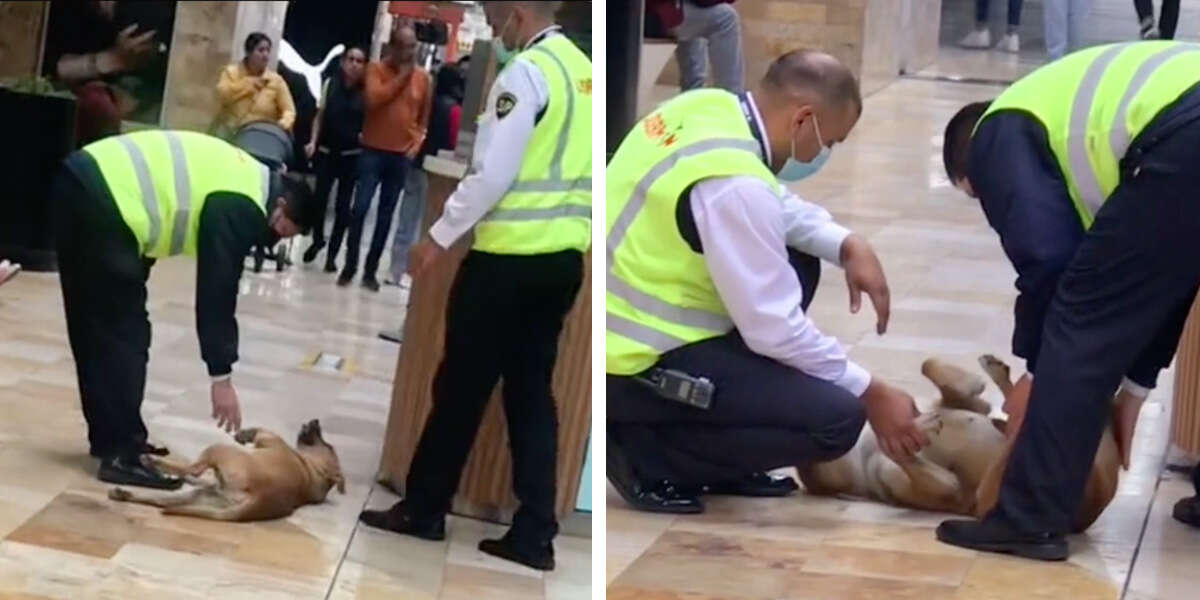 Mall Security Guards End Up Fawning Over Dog They Were Supposed To Kick ...