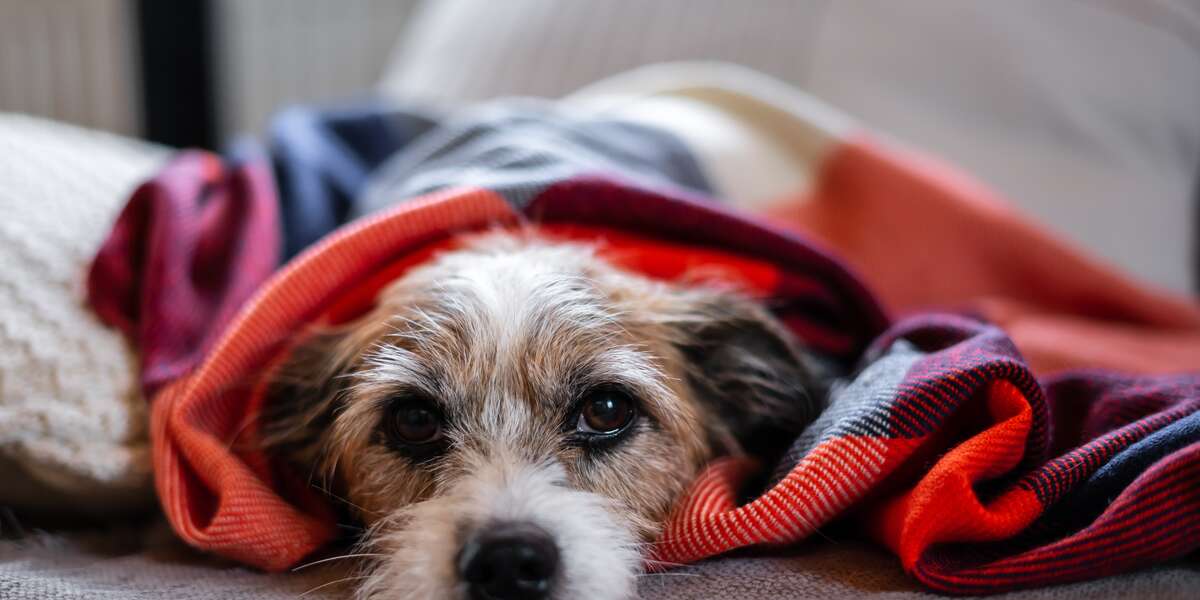 Dog Flu Is Spreading: Here’s What Pet Parents Need To Know - DodoWell ...