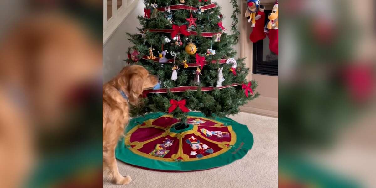 Dog Steals Same Ornament Off Tree Every Day - The Dodo