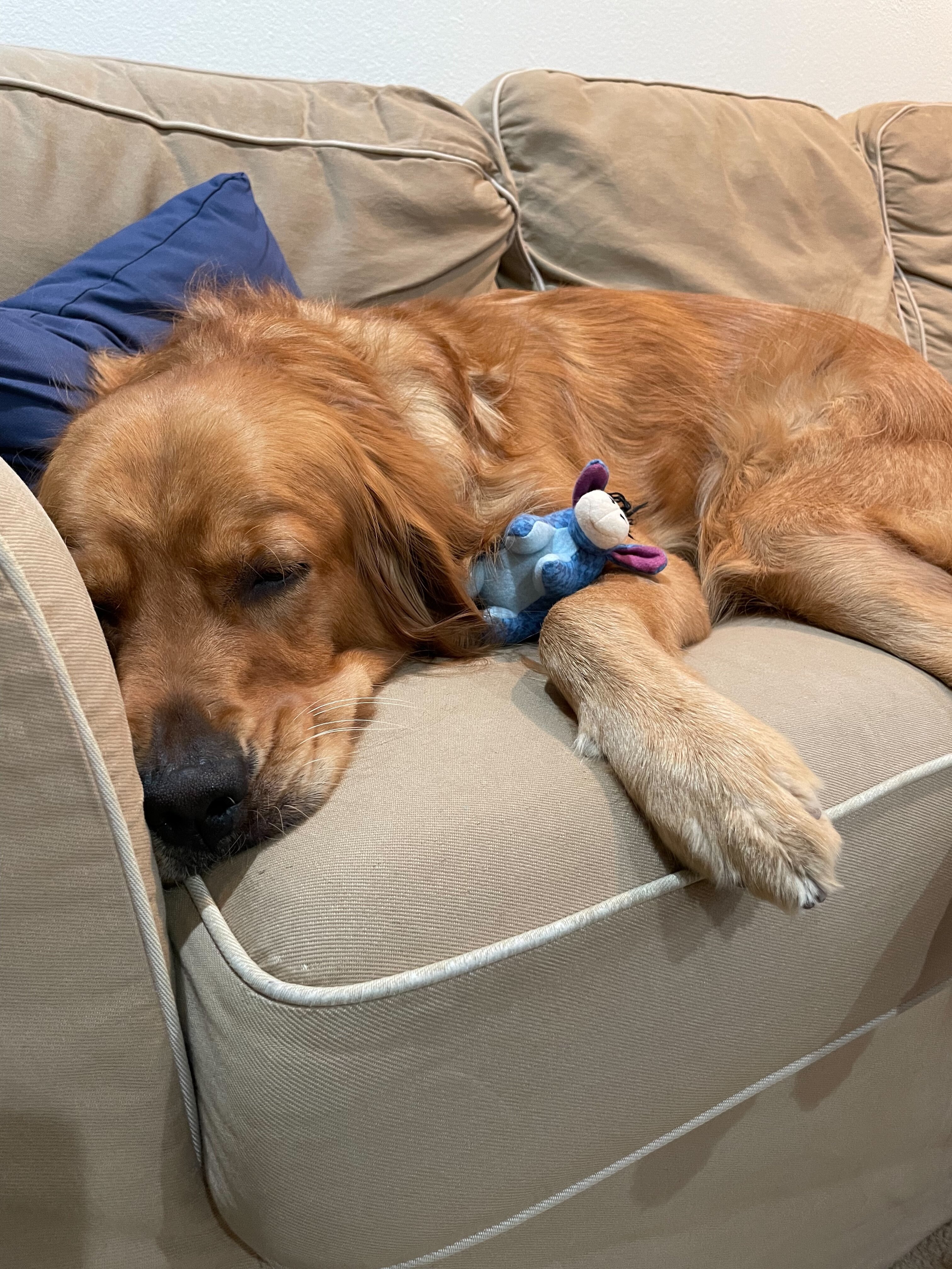 Dog Steals Same Ornament Off Tree Every Day - The Dodo