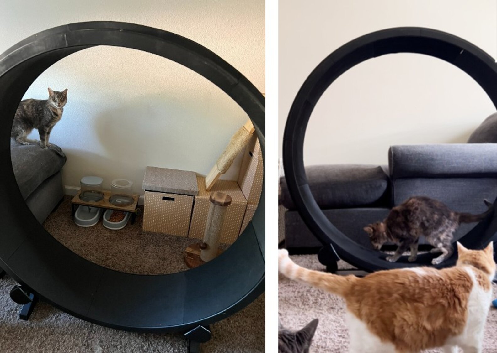 One Fast Cat Exercise Wheel Review: See What Our Kitty Tester Thought ...
