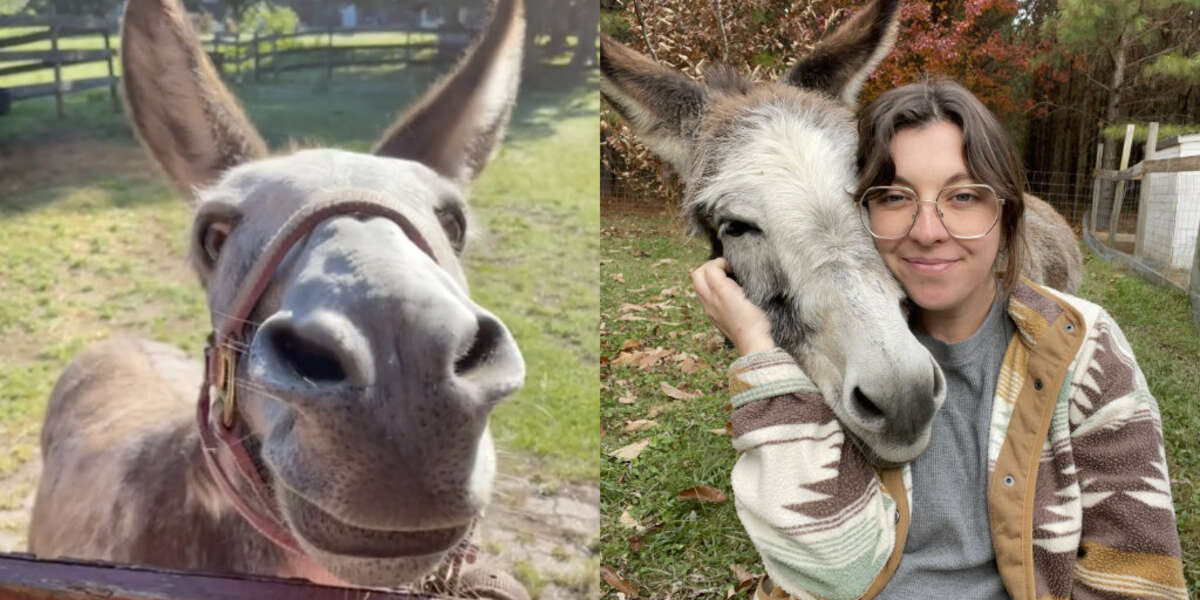 Woman And Neighbor's Donkey Become Best Friends After Hard Times - The Dodo