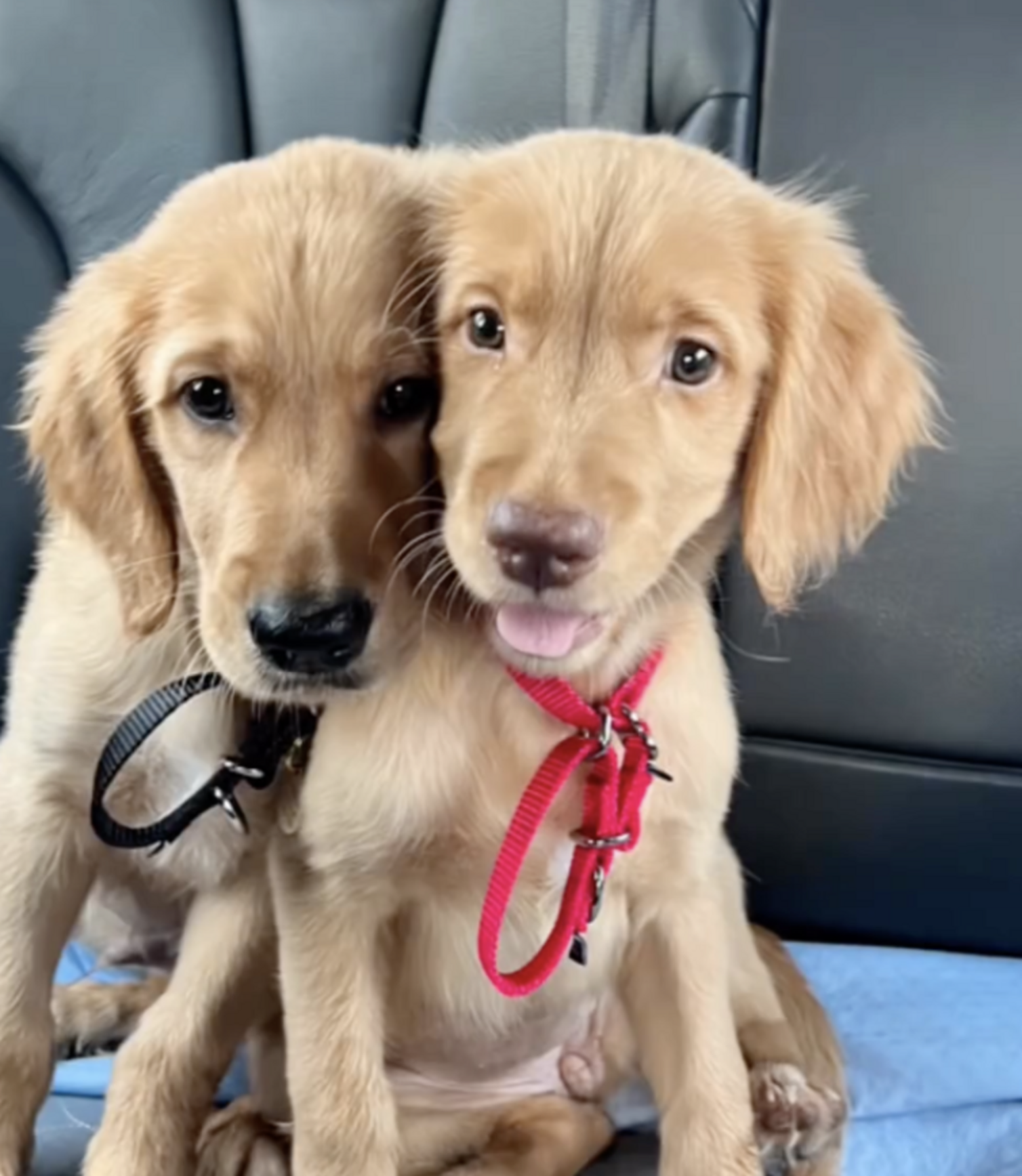 Stray Puppies Looking For Help Were Seconds Away From Crossing Busy ...