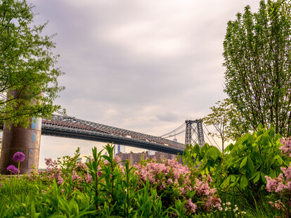 NYC Tree Map Catalogs Nearly One Million Trees Across the City - Thrillist