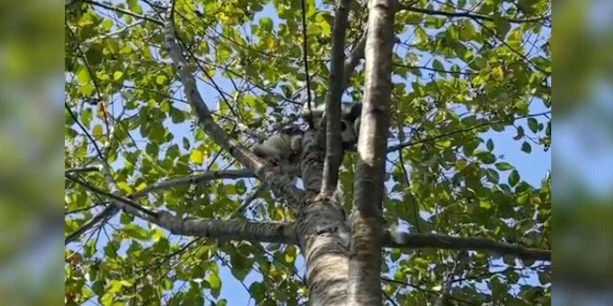 Rescuers Could Barely See Who Was Stuck Up In This Tree - The Dodo