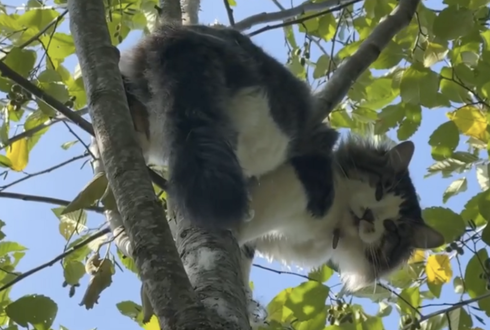 Rescuers Could Barely See Who Was Stuck Up In This Tree - The Dodo