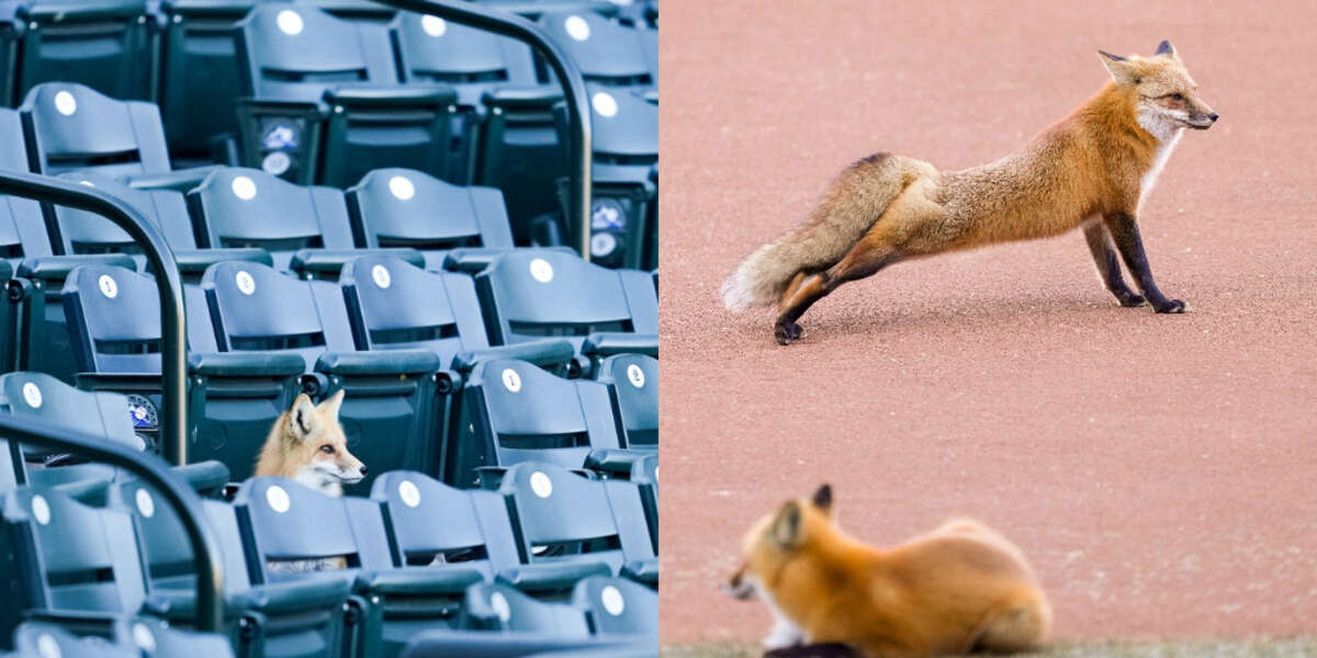 Foxes Use Off-Season As Opportunity To Move Into Baseball Stadium - The ...