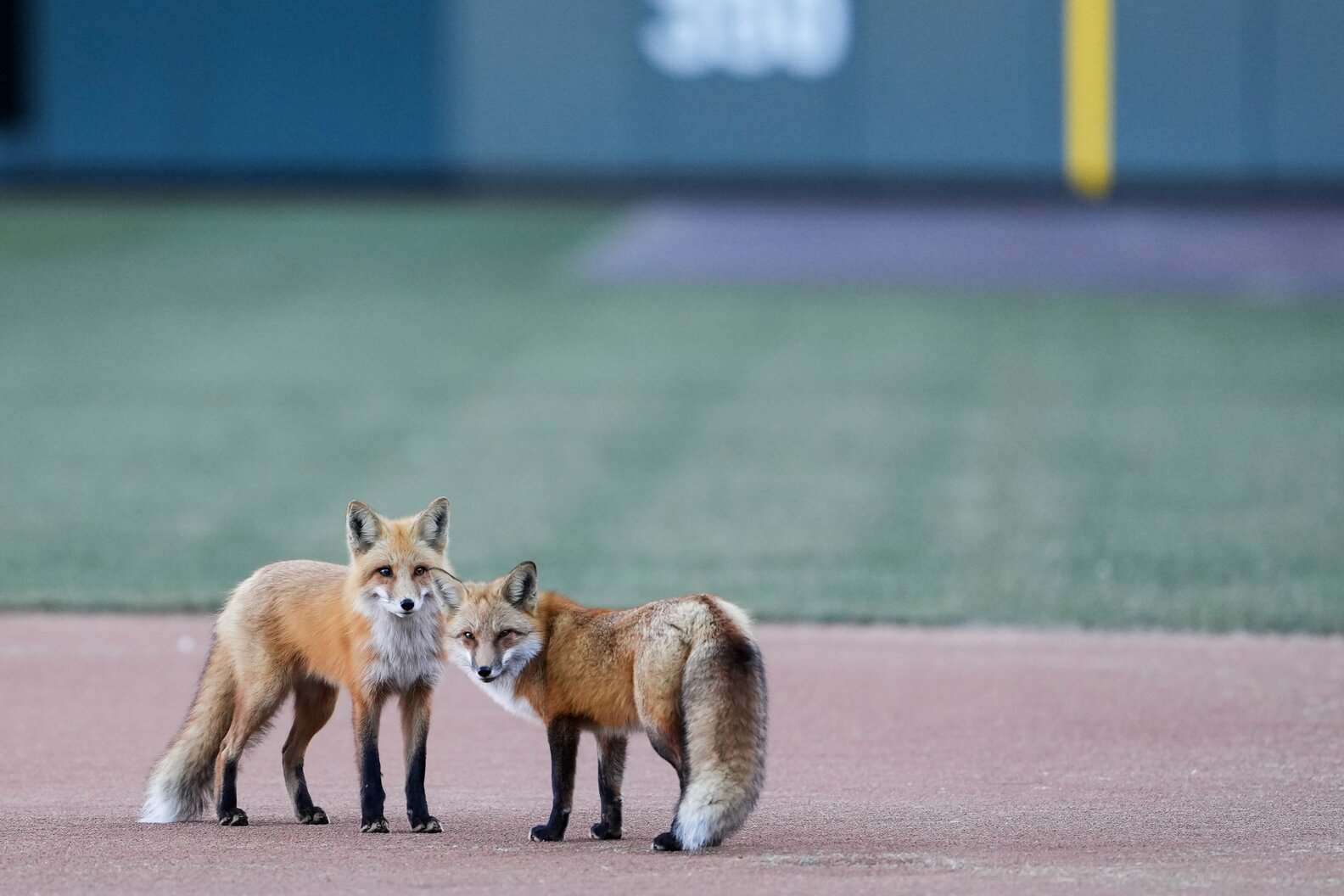 Foxes Use Off-Season As Opportunity To Move Into Baseball Stadium - The ...