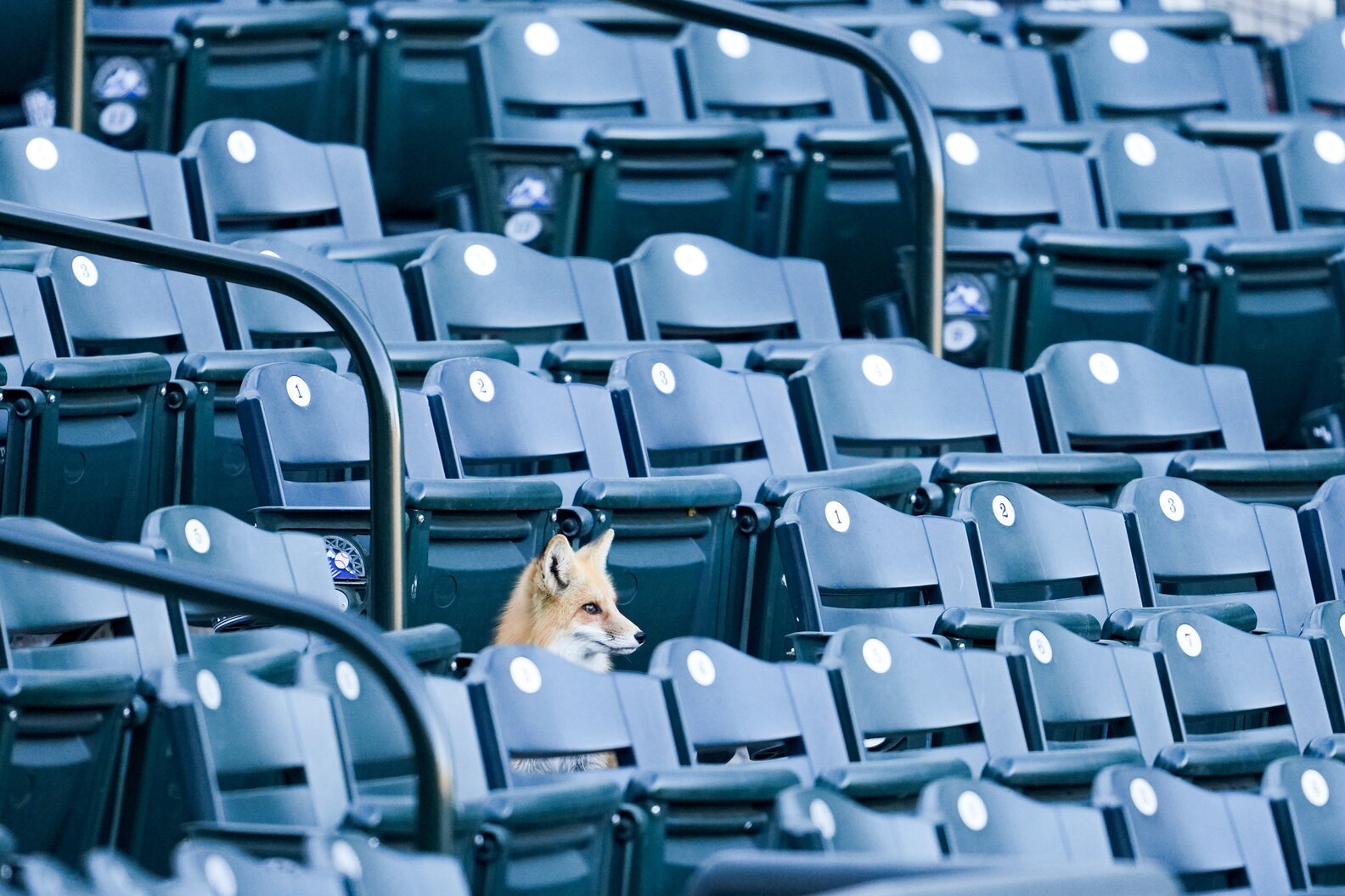Foxes Use Off-Season As Opportunity To Move Into Baseball Stadium - The ...