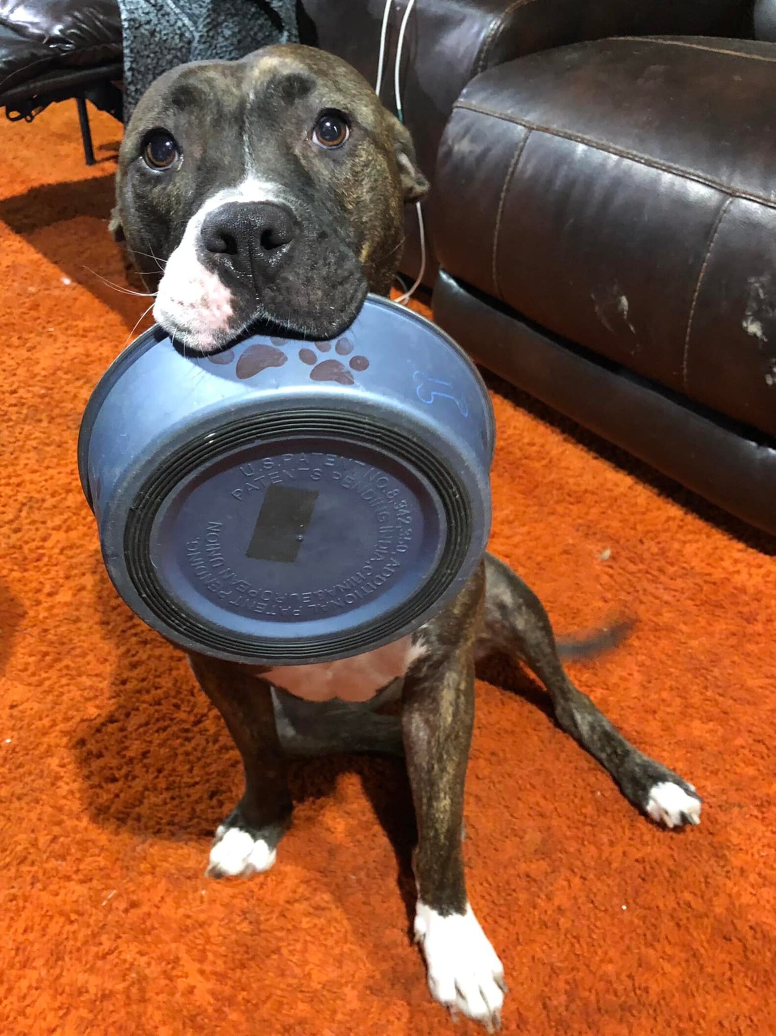 Dog Calls Dibs On Her Favorite Bed In The Most Hilarious Way - The Dodo