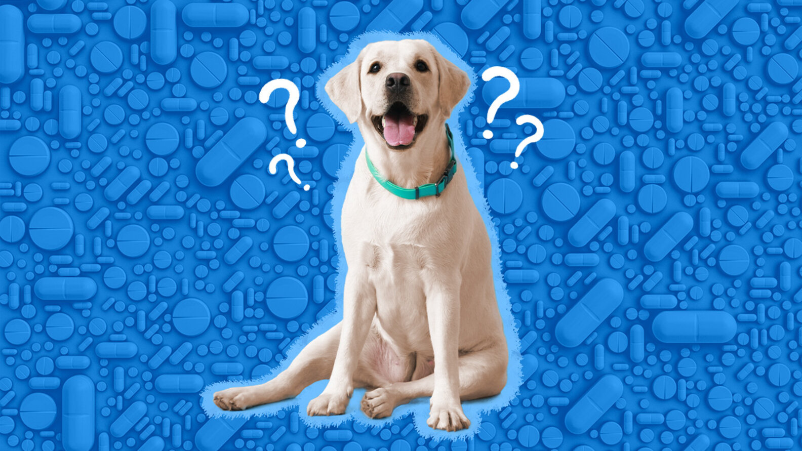 Prednisone For Dogs: Here’s What Pet Parents Need To Know - DodoWell ...