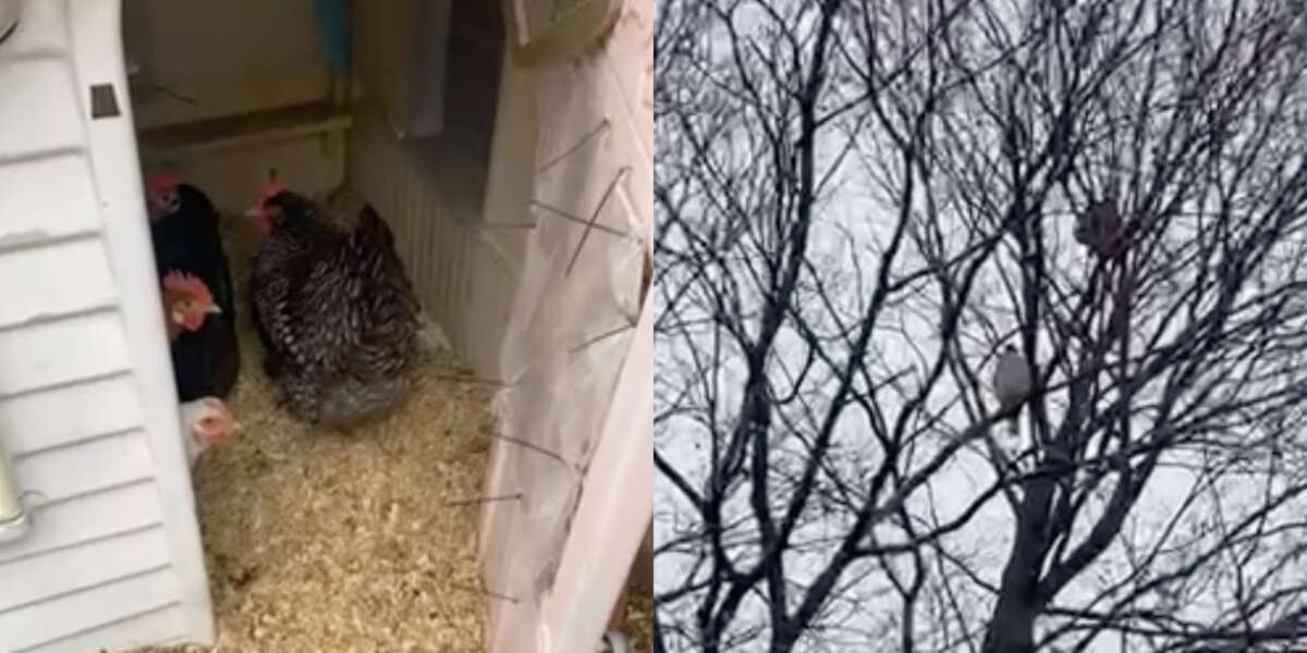 Chickens Run To Safety After Crows Warn Them Of Danger - The Dodo