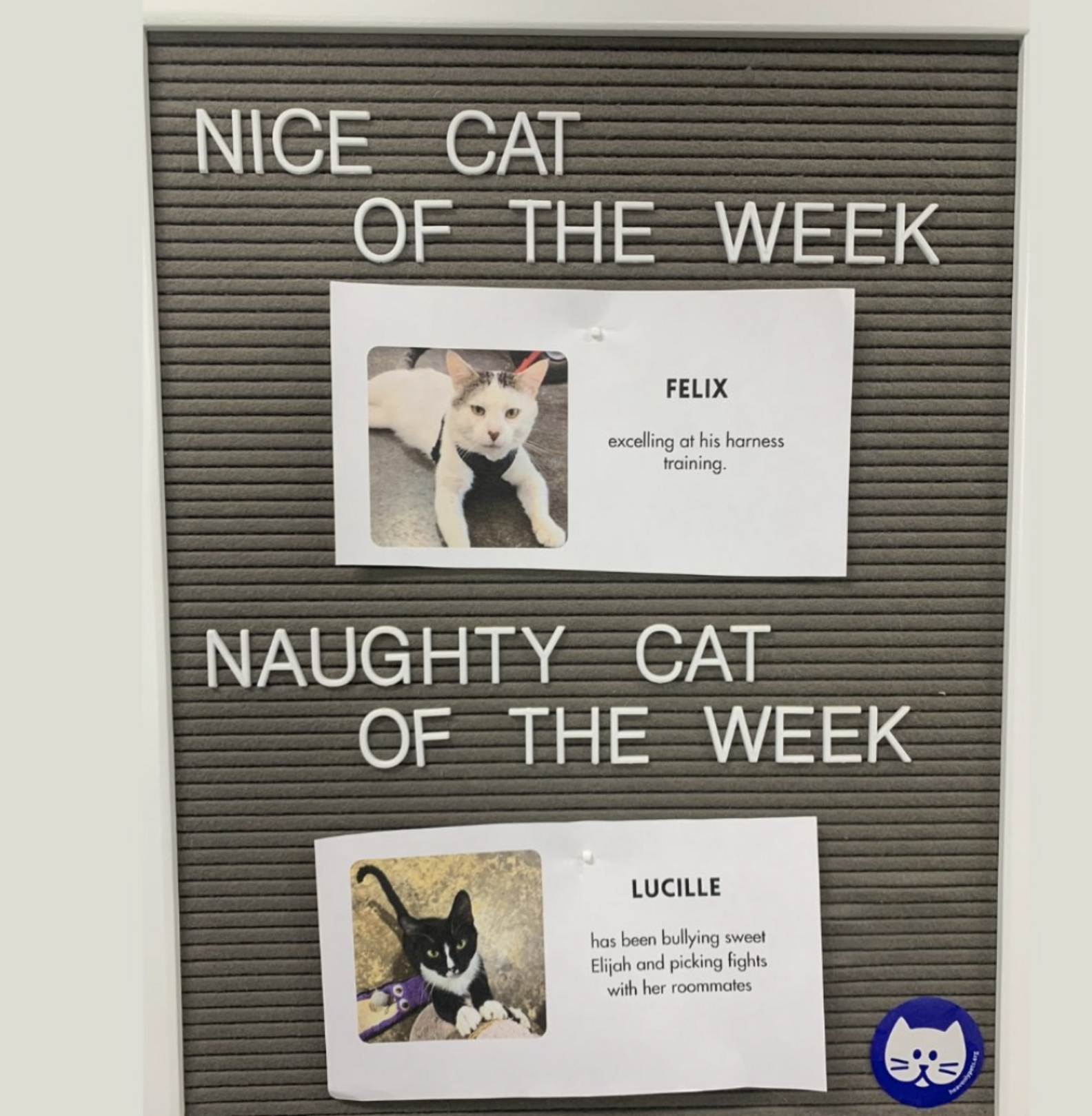 Shelter Showcases Naughty And Nice Cats Each Week - The Dodo