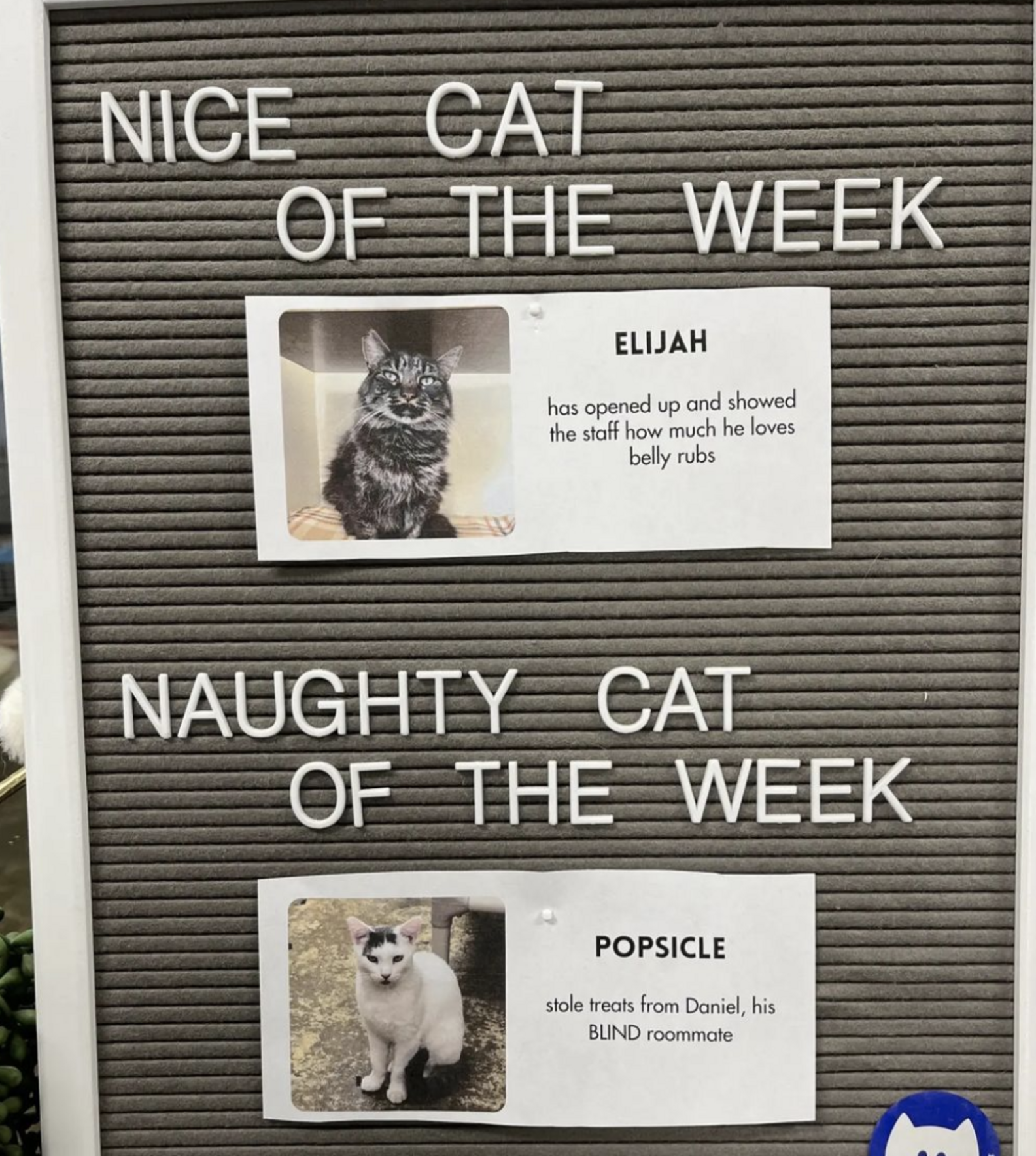 Shelter Showcases Naughty And Nice Cats Each Week - The Dodo