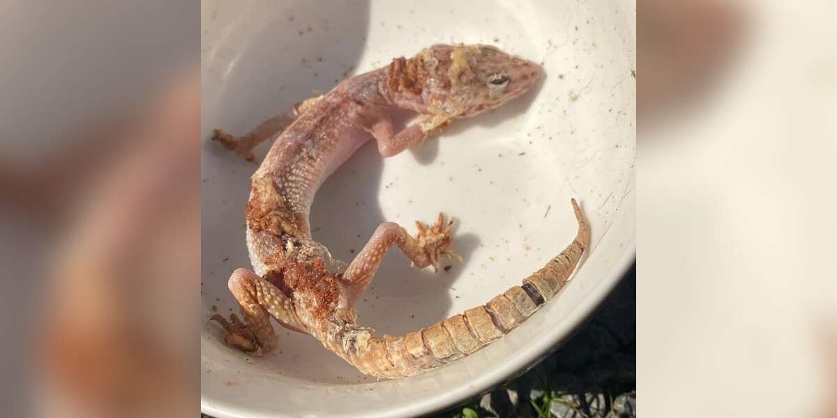 Abandoned Gecko Makes Incredible Transformation - The Dodo