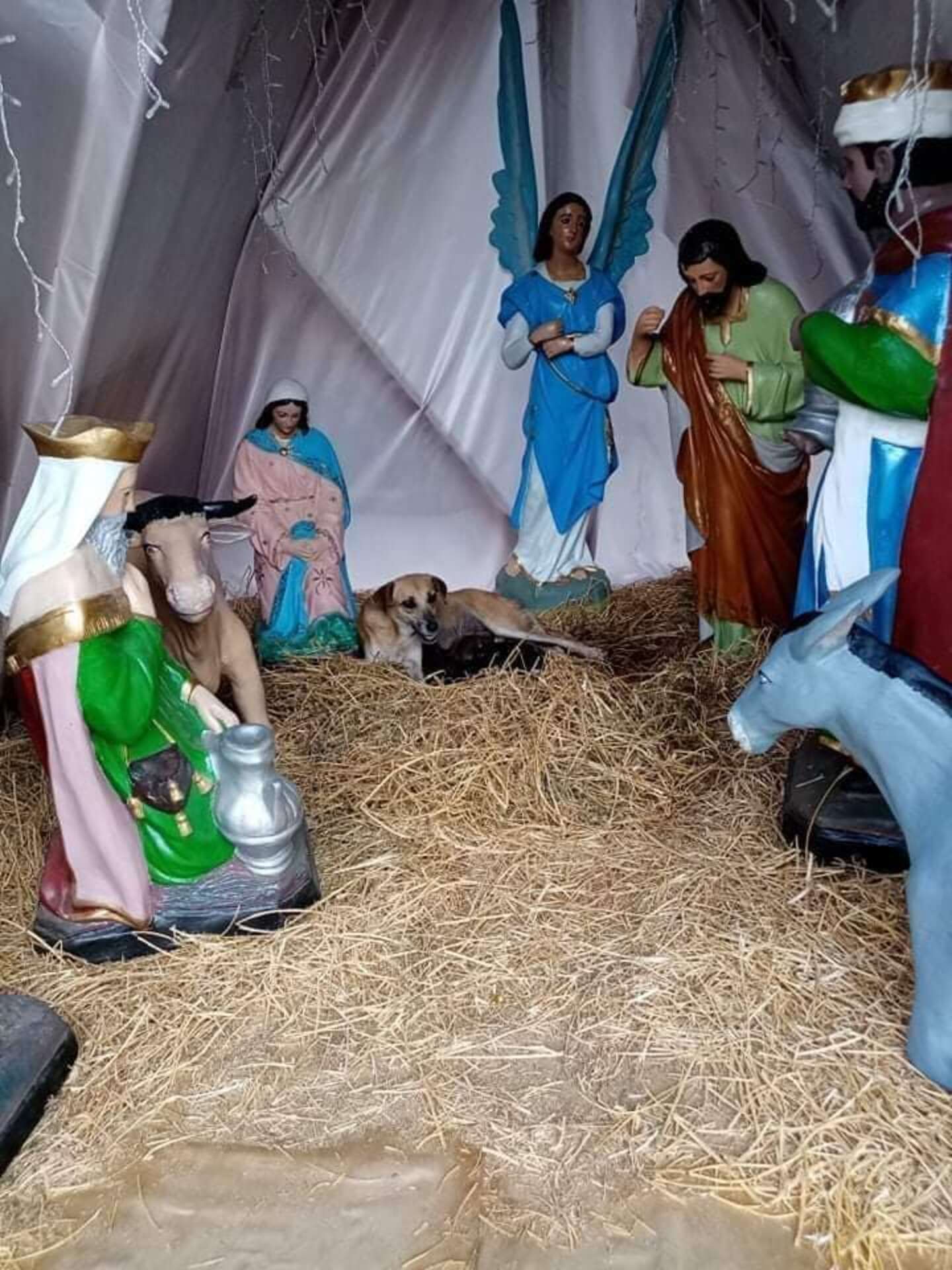 People Spot Dog In Nativity Scene Manger — Then Realize She's Not Alone ...