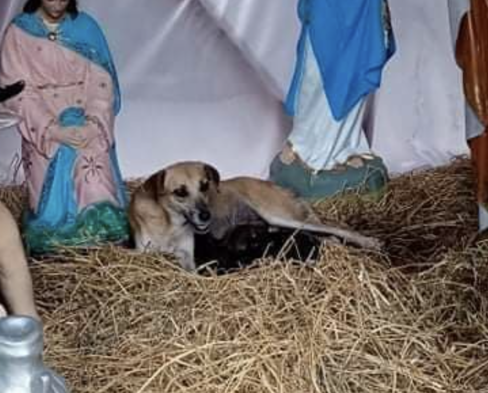 People Spot Dog In Nativity Scene Manger — Then Realize She's Not Alone ...