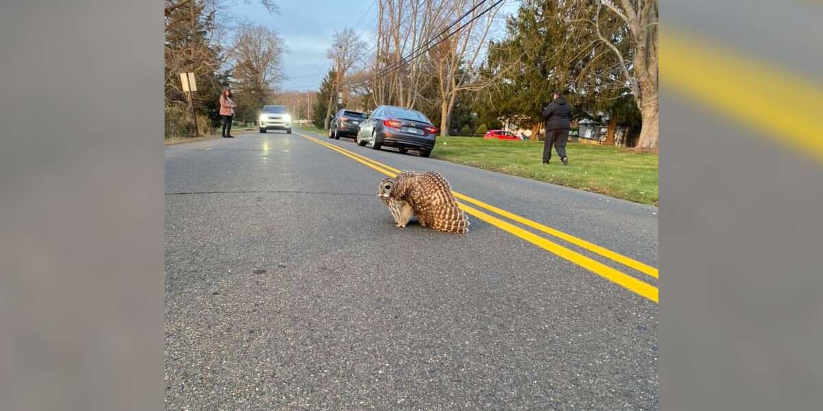 Woman Finds Owl Lying On A Busy Road And Knows She Has To Help - The Dodo